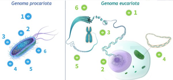 Genoma procariota y eucariota