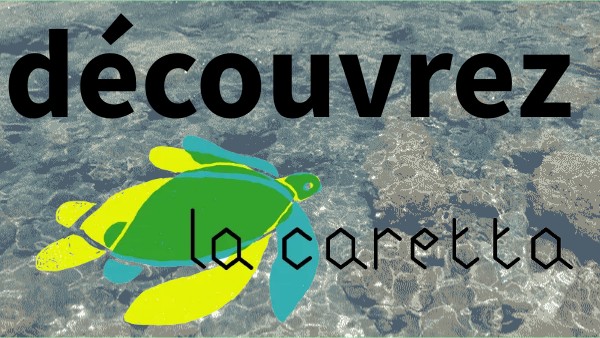 tortue 3