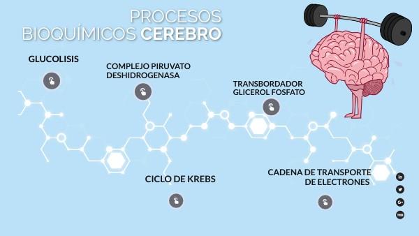 PROCESOS BIOQUÍMICOS DEL CEREBRO | Genially