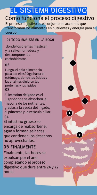 INFO VERTICAL DIGESTIVO | Genially