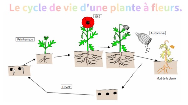 Les graines | Genially