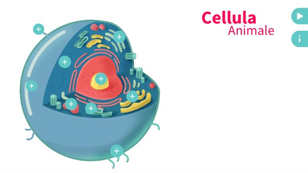Poster interattivo cellula | Genially
