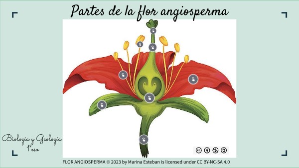 FLOR ANGIOSPERMA