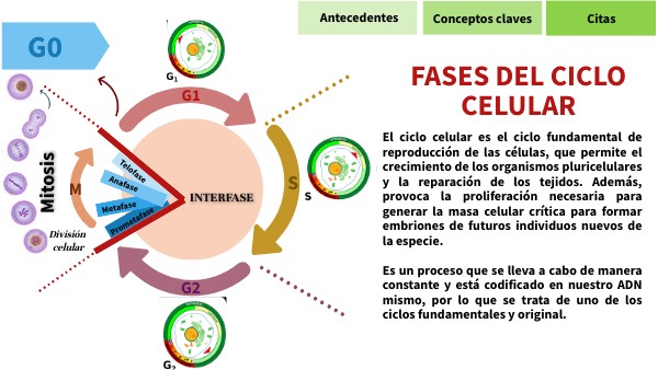 Fases del ciclo celular | Genially