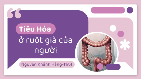 Sinh 11A4 - Tiêu hóa ở ruột già - KH | Genially