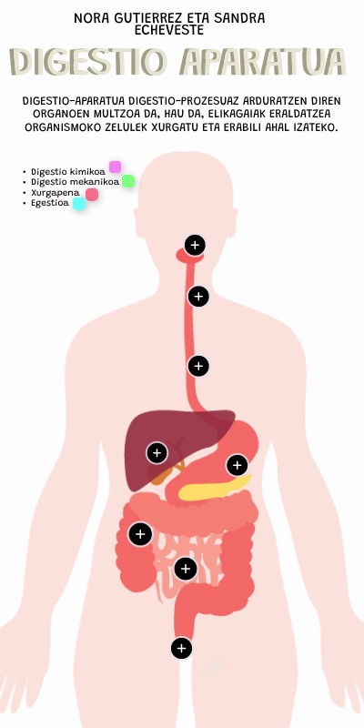 DIGESTIVE VERTICAL INFO