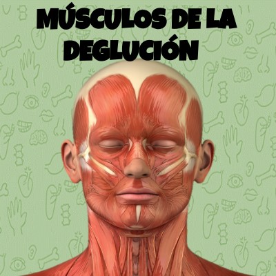 Músculos de la deglución | Genially