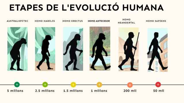 ETAPES DE L'EVOLUCIÓ HUMANA