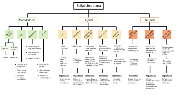 Ritmos biológicos | Genially