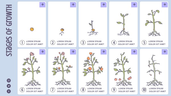 PLANT GROWTH STAGES | Genially