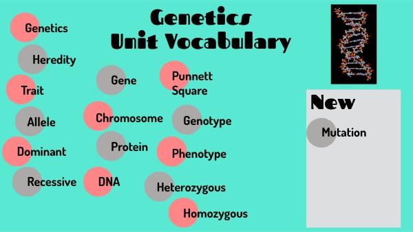 7th Grade Genetics Vocab | Genially