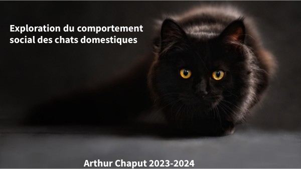 Exploration du comportement social des chats domestiques