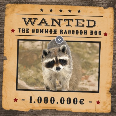 Wanted Raccoon Dog | Genially