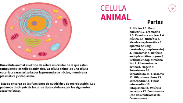 Póster interactivo célula | Genially
