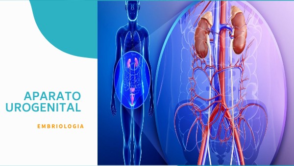aparato urogenital