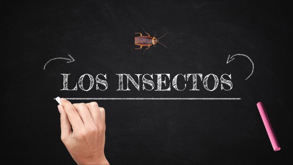 Los insectos | Genially
