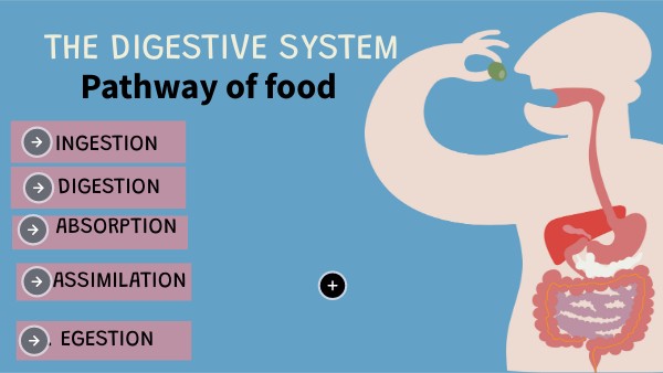 DIGESTIVE INFO | Genially