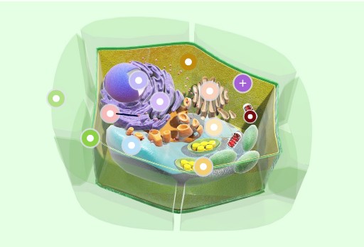 plant cell