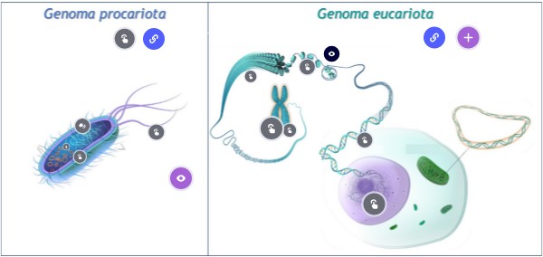 Genoma procariota y eucariota