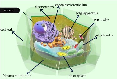 Imagen interactivaplant cell
