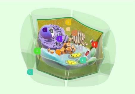 PLANT CELL | Genially
