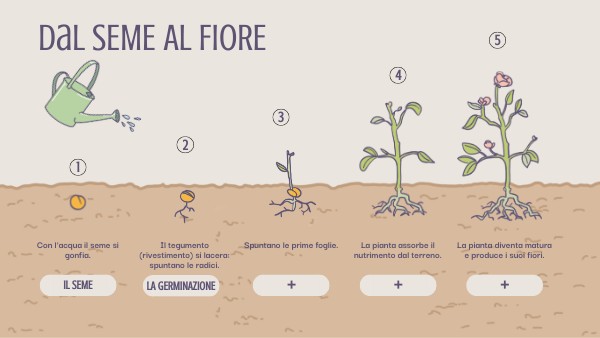 Dal seme al fiore | Genially