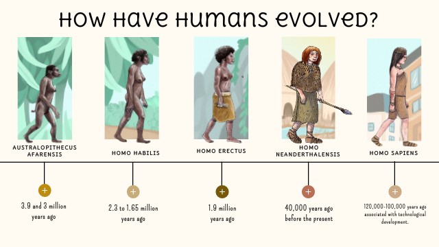 STAGES OF HUMAN EVOLUTION_HERNANDEZ ROMO_GARCIA ROJA | Genially