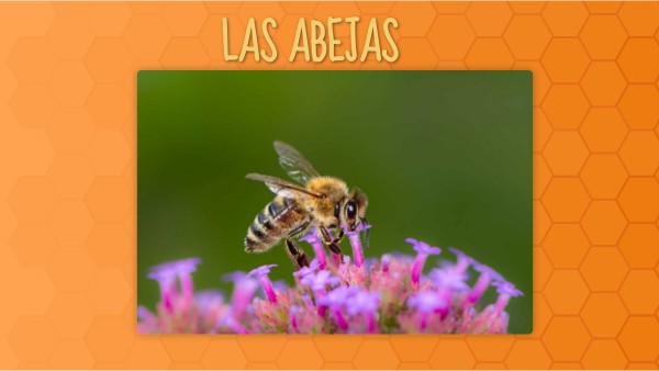 LAS ABEJAS