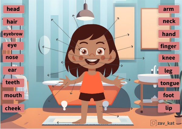 body parts