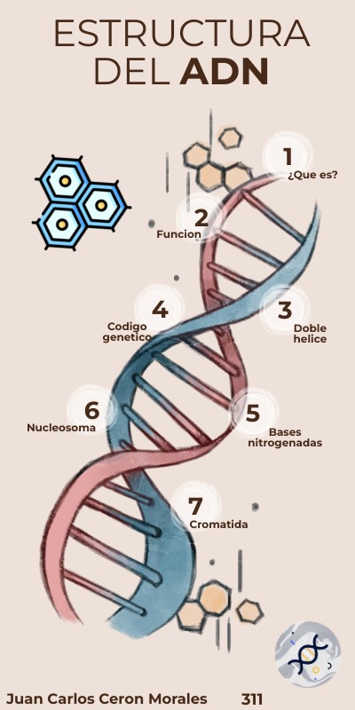Infografia estructura de ADN | Genially
