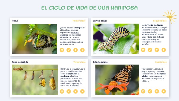 MARIPOSA: CICLO DE VIDA | Genially