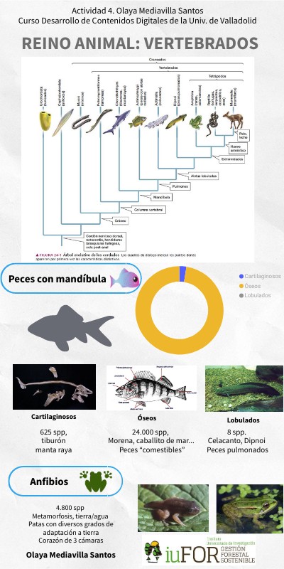 Reino animal: vertebrados | Genially