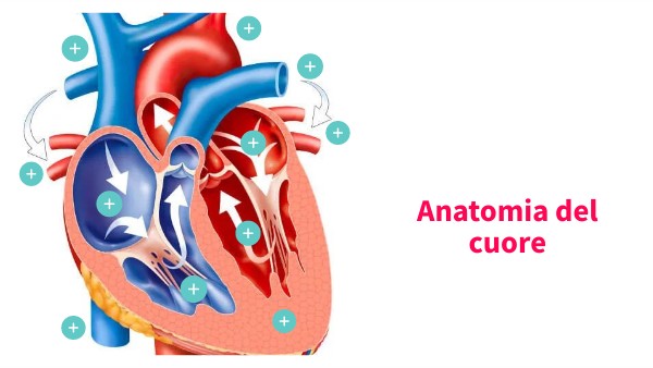 Poster interattivo Anatomia del cuore