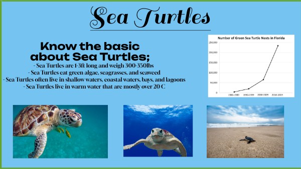 Sea Turtles By Lauryn Henderson | Genially