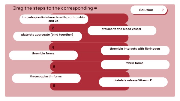 ORDER ANSWER FLASHCARD | Genially