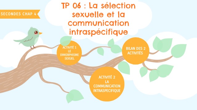 Secondes : sélection sexuelle | Genially