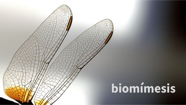 biomimesis_Paula