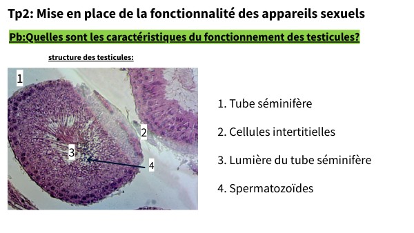 Diapo svt | Genially