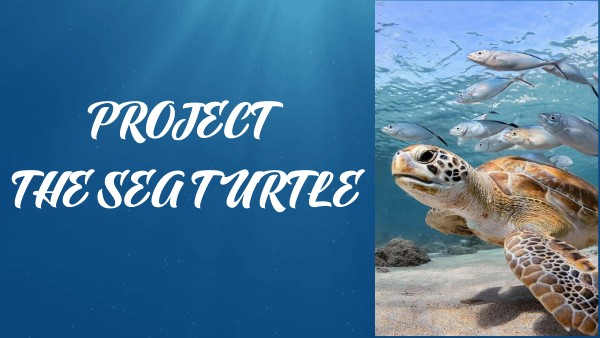 OCEAN PRESENTATION II