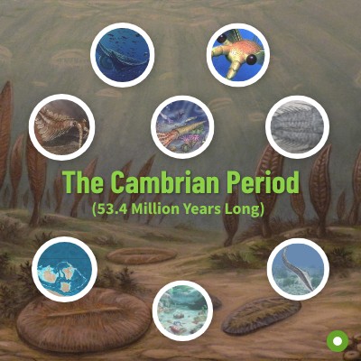 Caleb Klein - The Cambrian Period