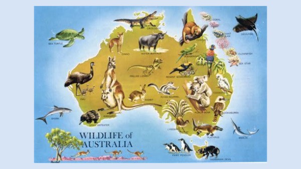 Australian animals | Genially