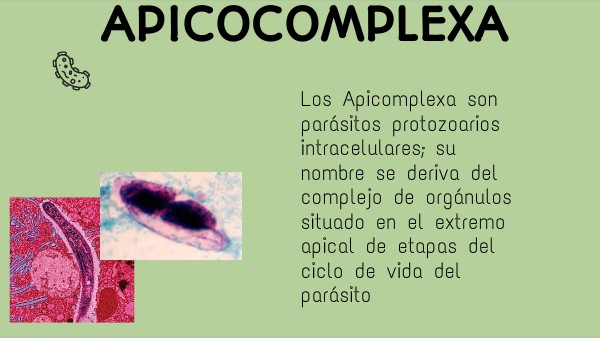 APICOMPLEXA | Genially