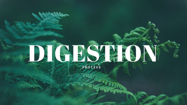 DIGESTION PROCESS - ANIA JARQUIN | Genially