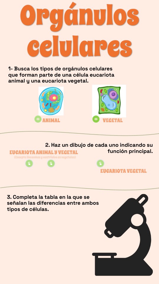 Orgánulos celulares | Genially