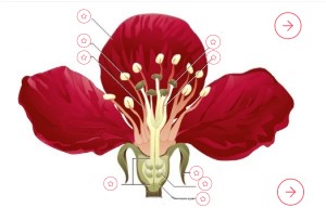 Le parti del fiore | Genially