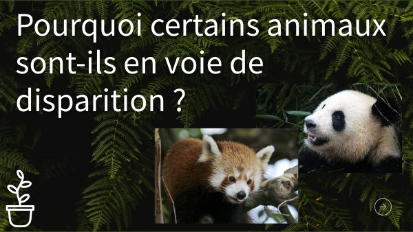 animaux en voix de disparition | Genially