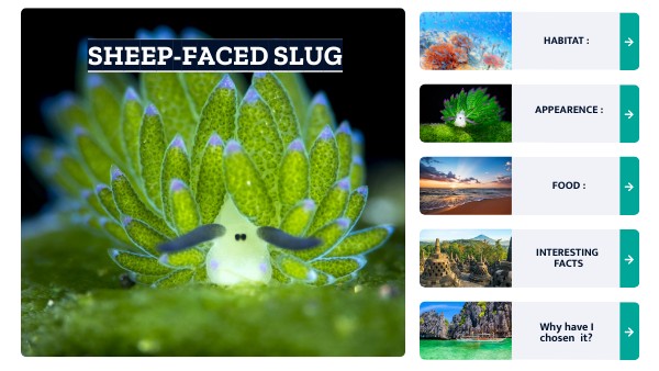 Sheep-faced slug | Genially