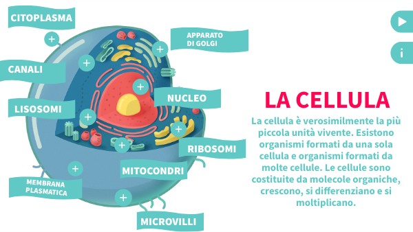 Poster interattivo cellula