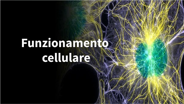 FUNZIONAMENTO CELLULARE | Genially