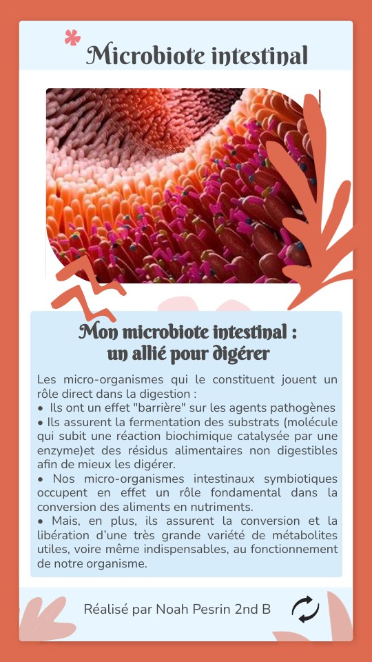 BOHO MICROSITE MOBILE